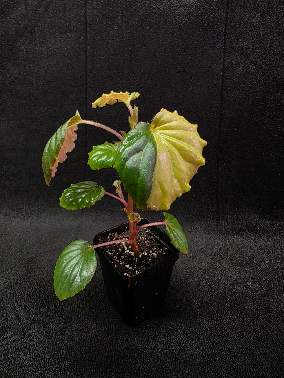 Begonia Sp. Cucullata Aurea Variegated #01 – YEG Exotic Plant Crowd